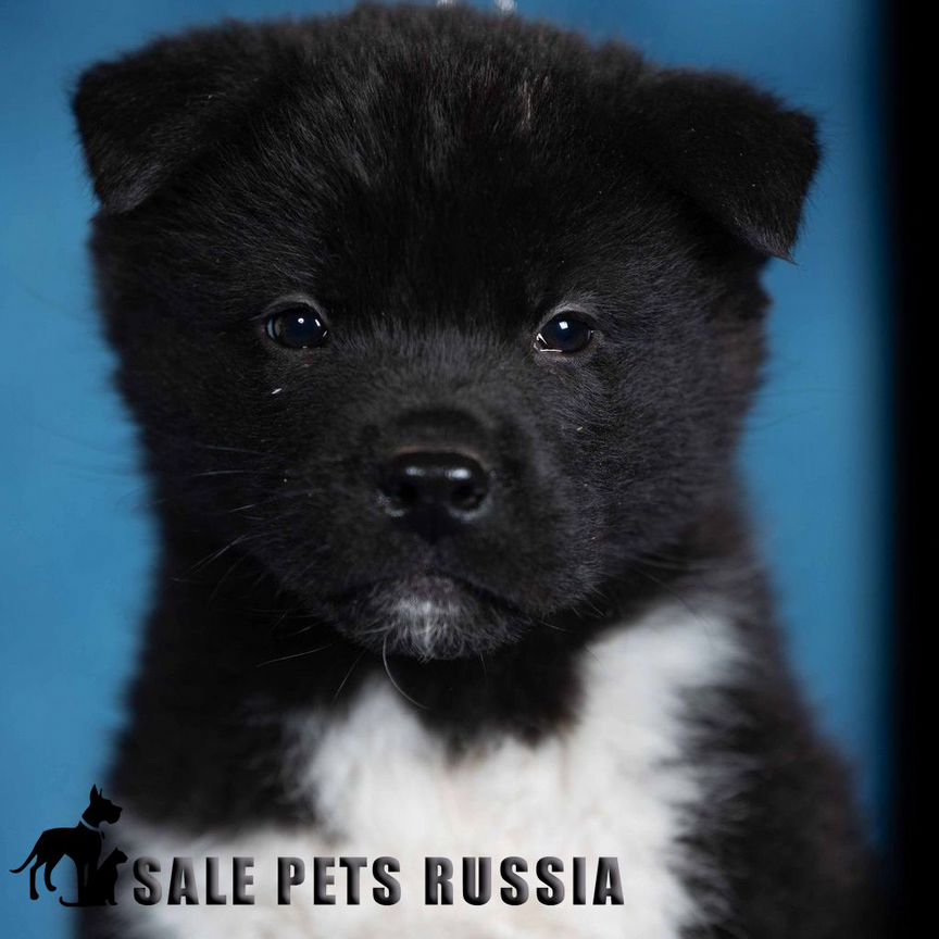 Американская акита. Чёрно-белые и буро-белые