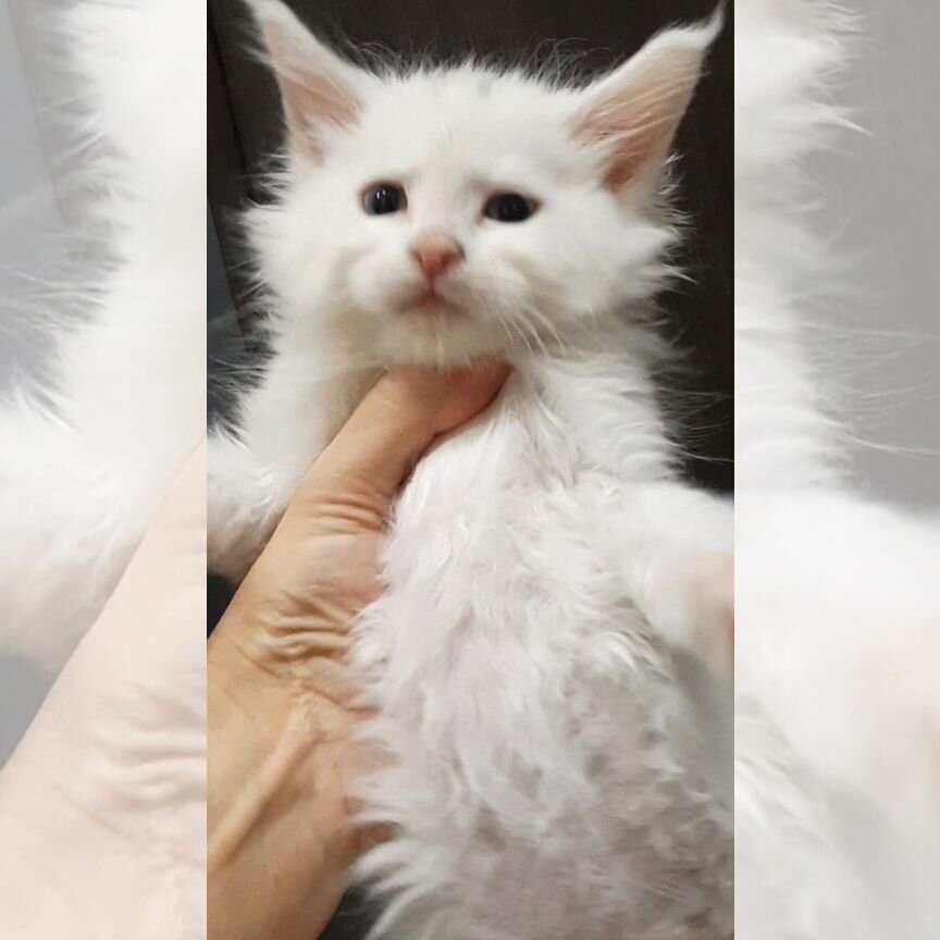 Котята мейн-кун