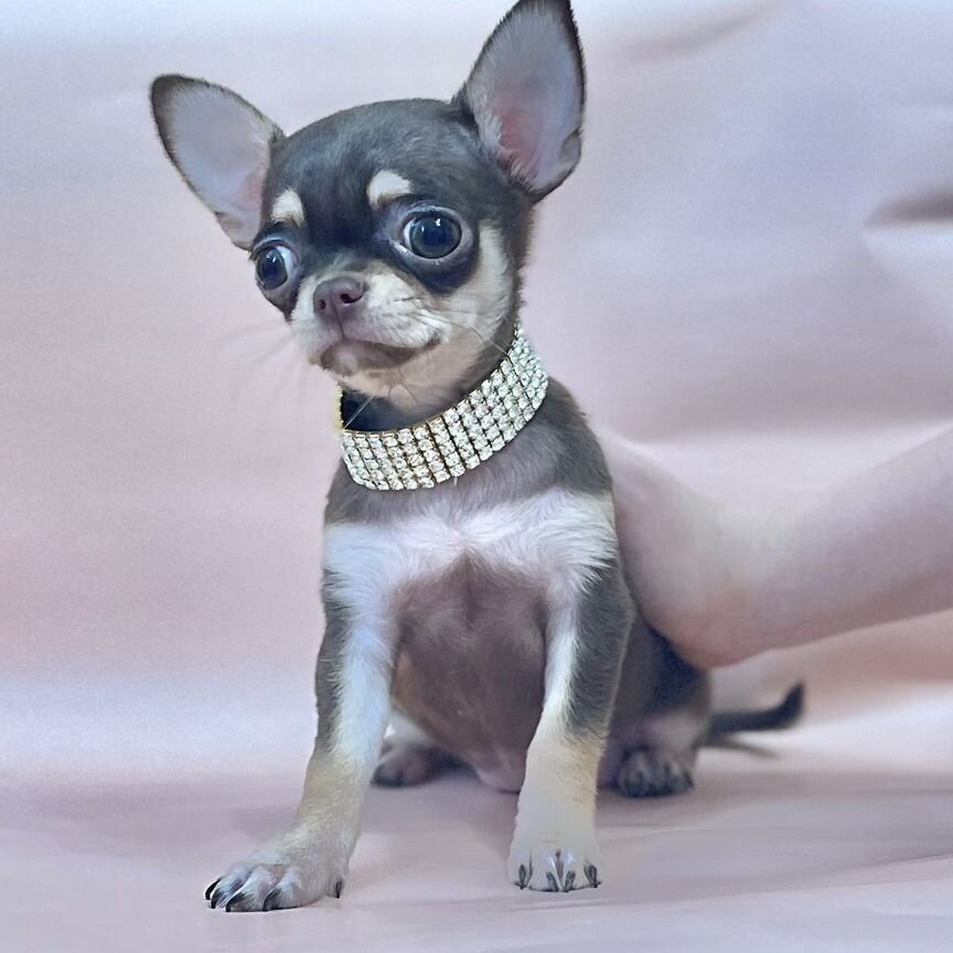 Шоколадно подпалая девочка чихуахуа