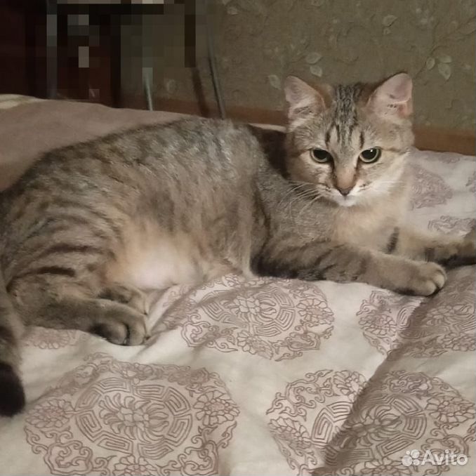 Милая молодая кошечка в хорошие руки