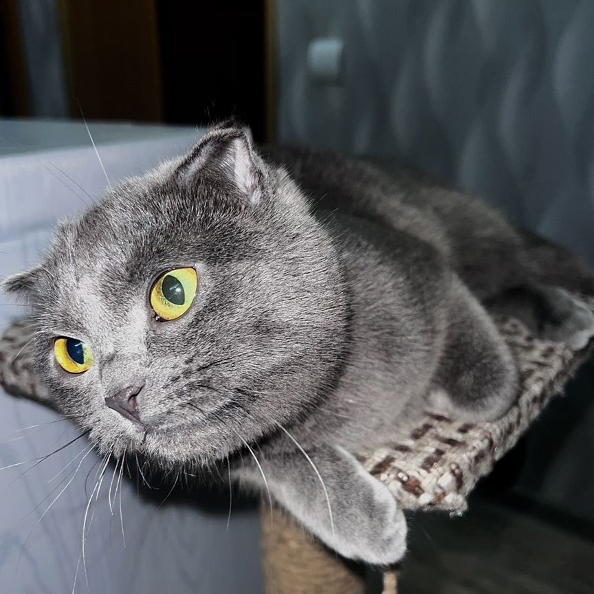 Случка кошки