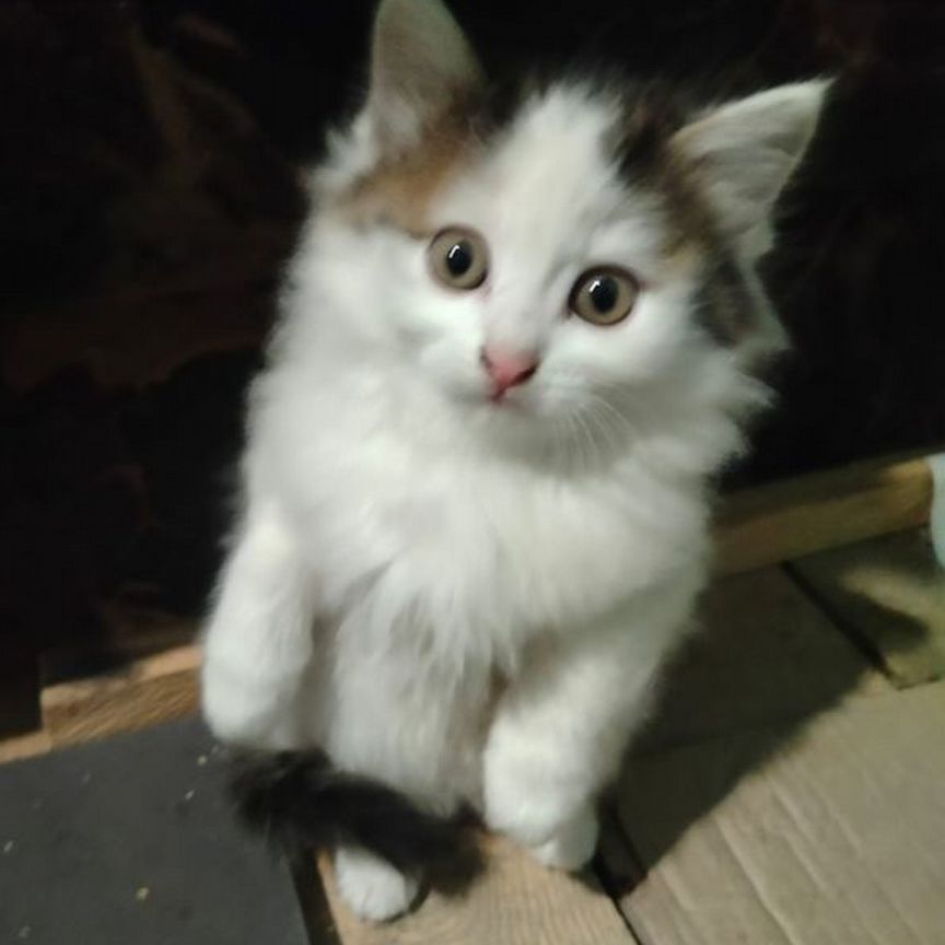 Котятки в добрые руки