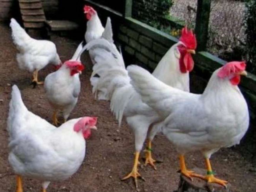 Петух Леггорн