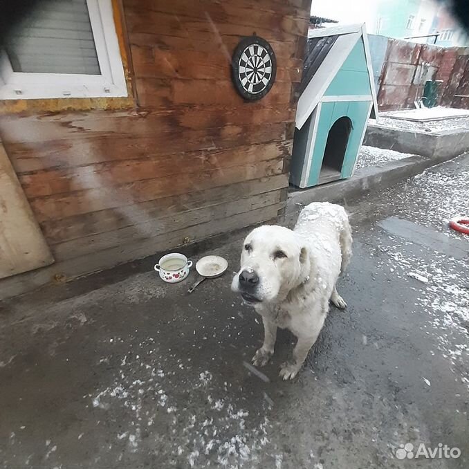 Собака бесплатно Алабай