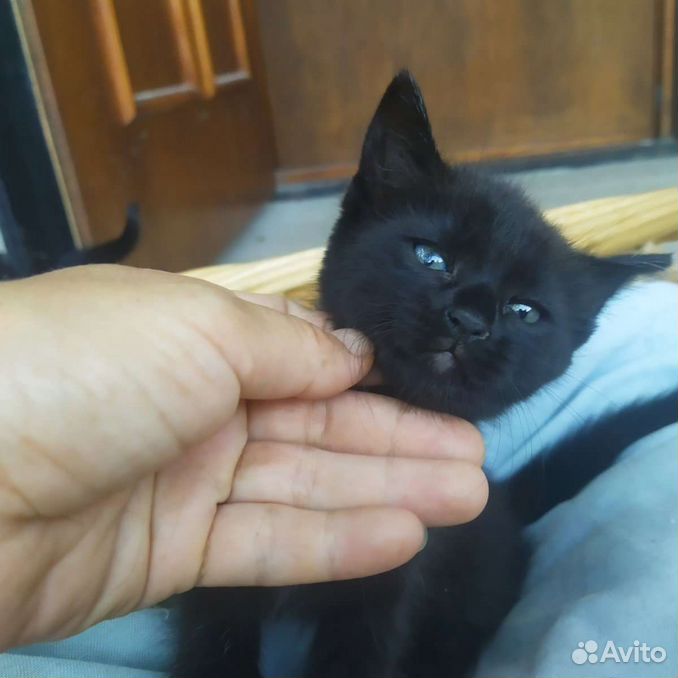 Отдам в хорошие руки домашних котят