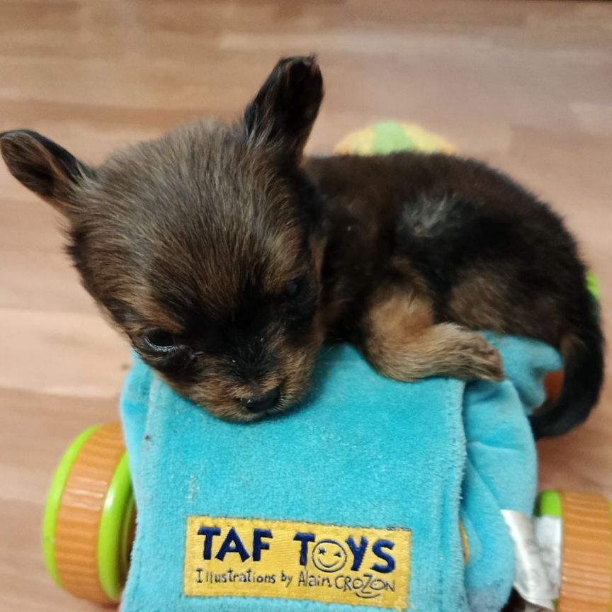 Русский той-терьер, щенок