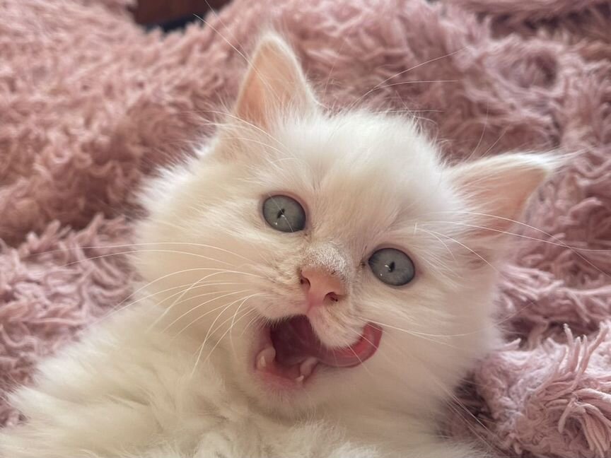 Котенок в добрые руки