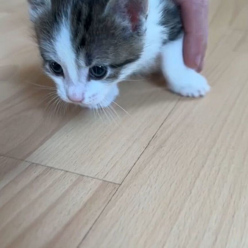 Котенок мальчик