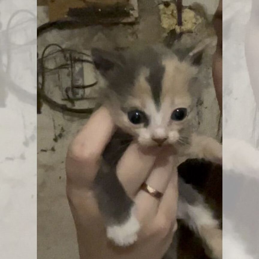 Котёнок в добрые руки