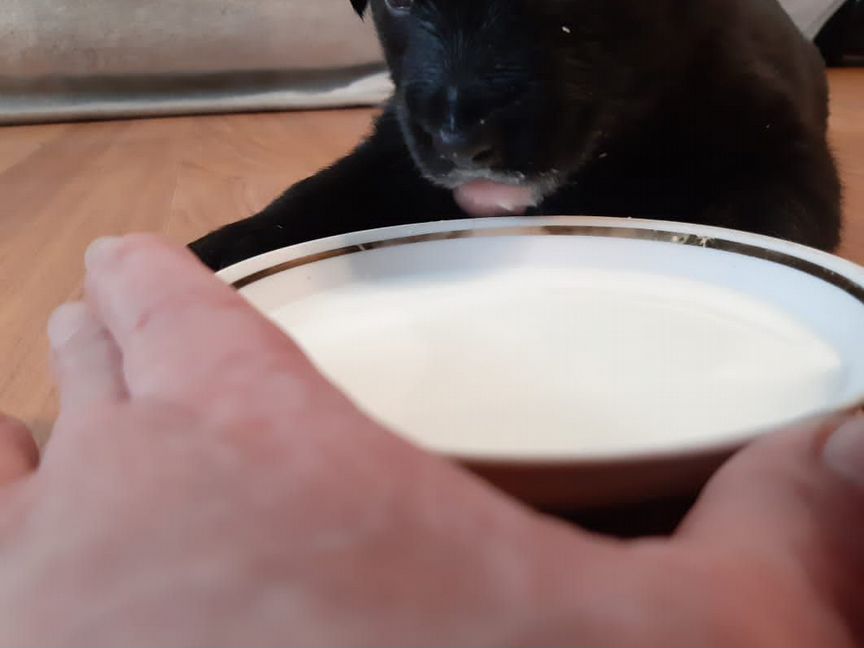 Щенок в добрые руки бесплатно