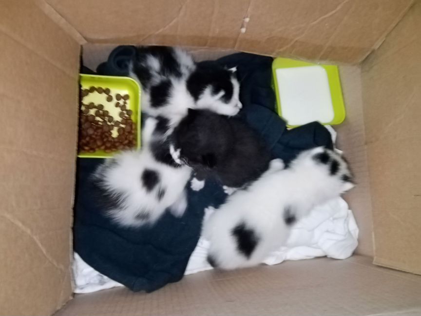 Котята 4 штуки совсем маленькие 1 месяц