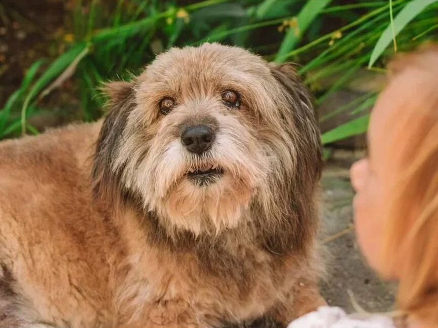 Пёсик Чапа в дар добрым людям