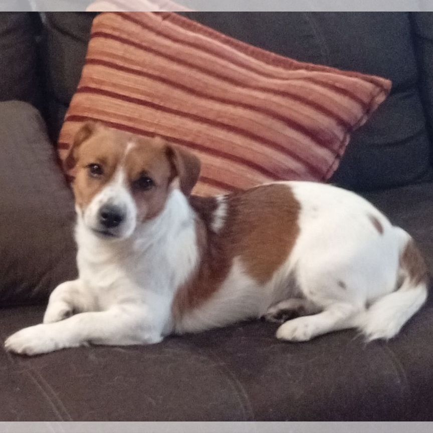 Джек-рассел-терьер, вязка