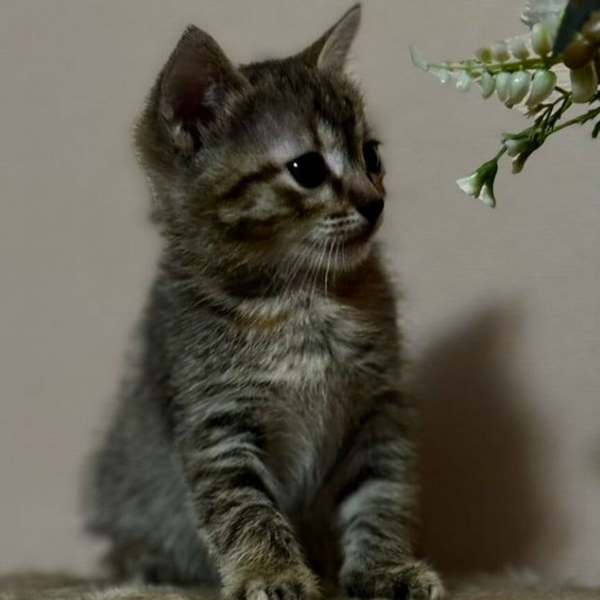 Котёнок в добрые руки