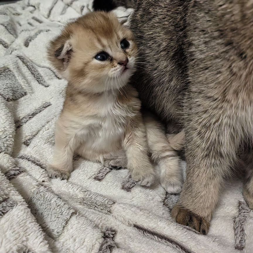 Котёнок британец