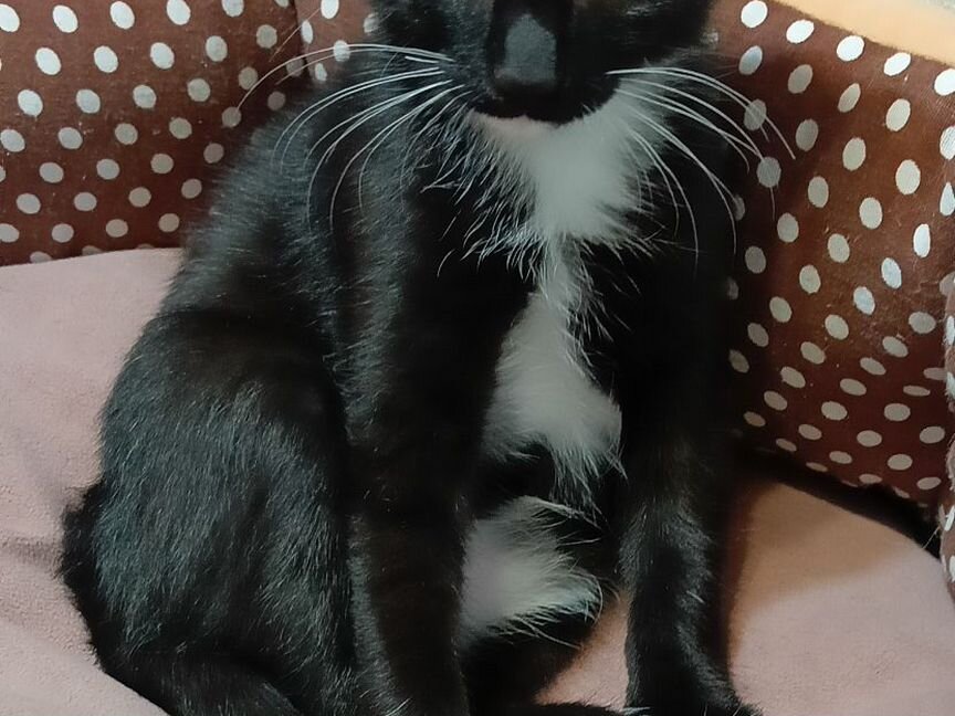 Котенок черно-белый