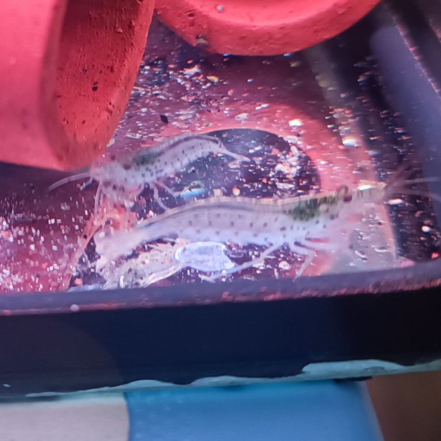 Креветка Амано чистильщик водорослей