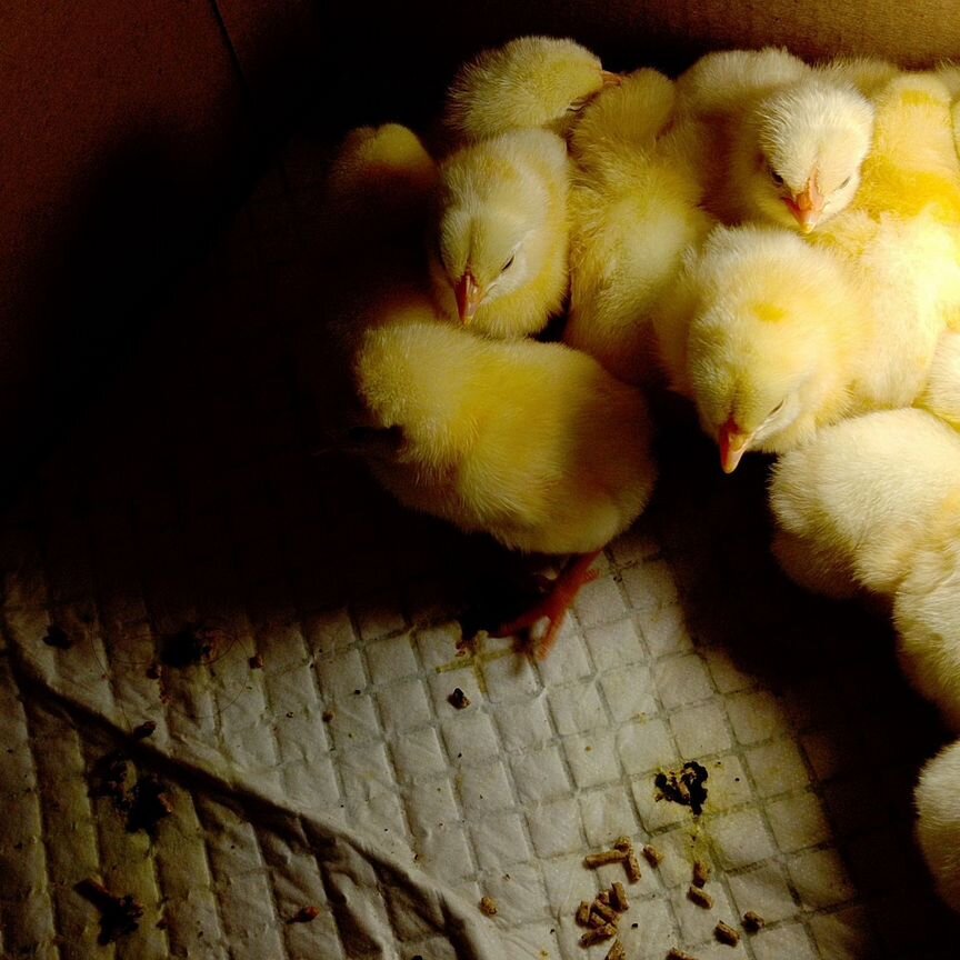 Цыплята бройлеры кобб 500