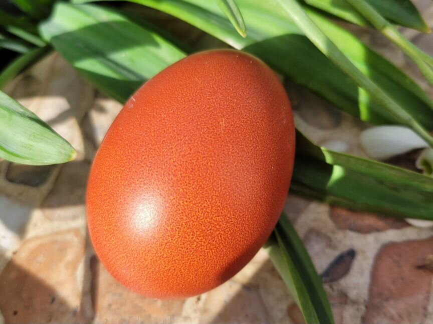 Инкубационное яйцо кур породы Маран