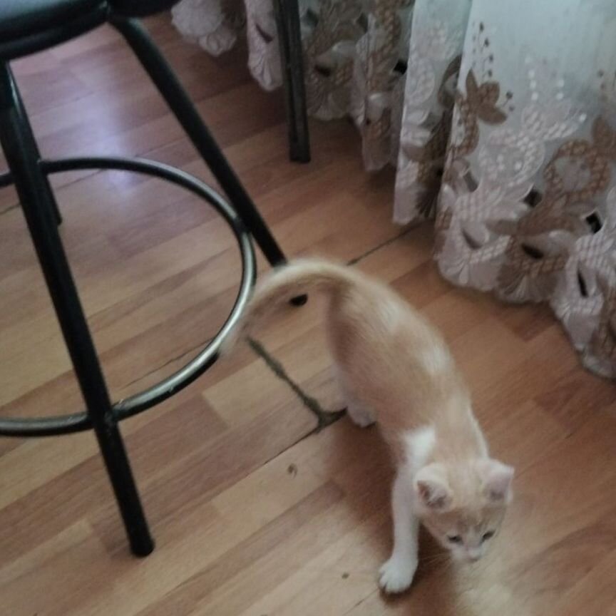 Ориентальный котёнок