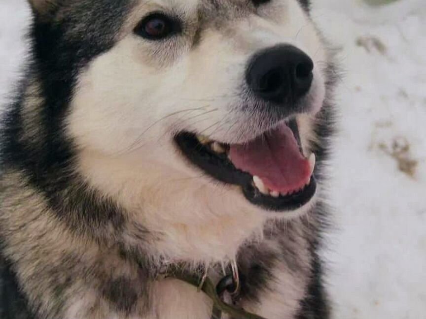 Комочек позитива