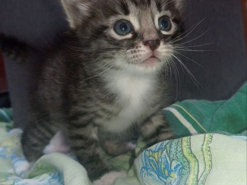 Котята в добрые руки бесплатно