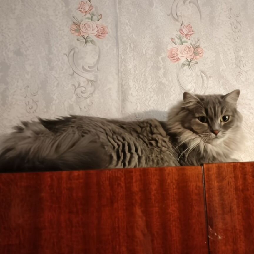 Сибирская кошка, взрослая