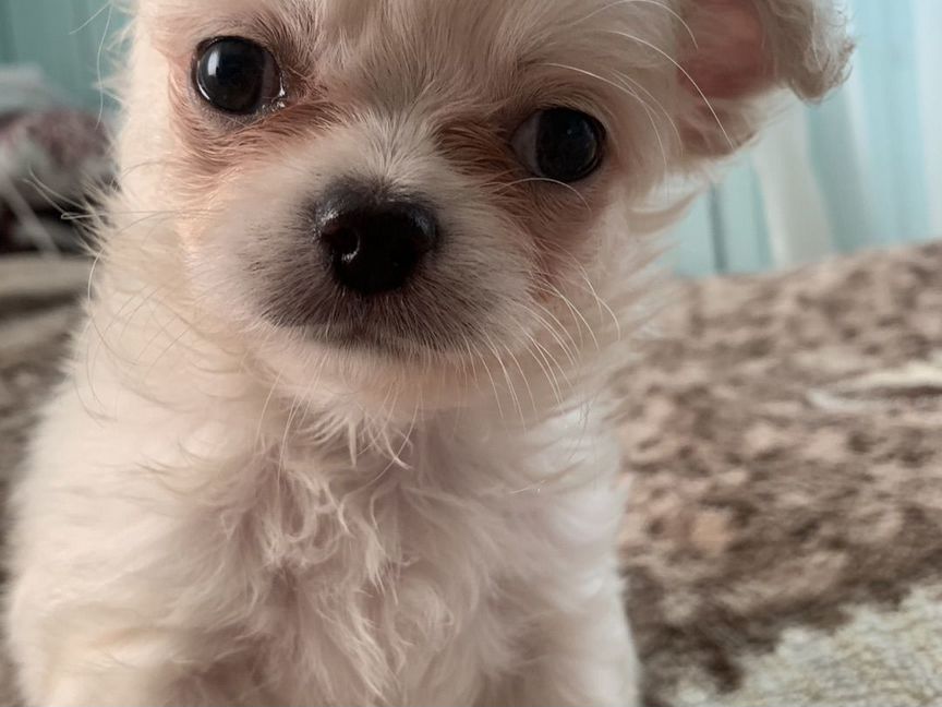 Чихуахуа кобелек