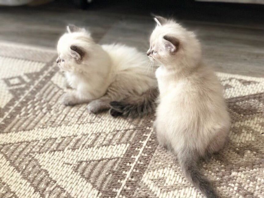 Невская маскарадная девочка и мальчик