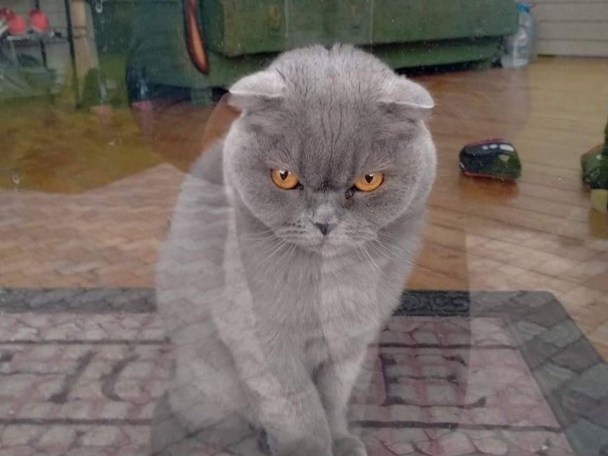 Британская кошка бесплатно