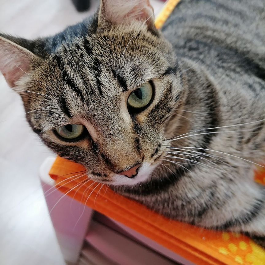 Кот в добрые руки