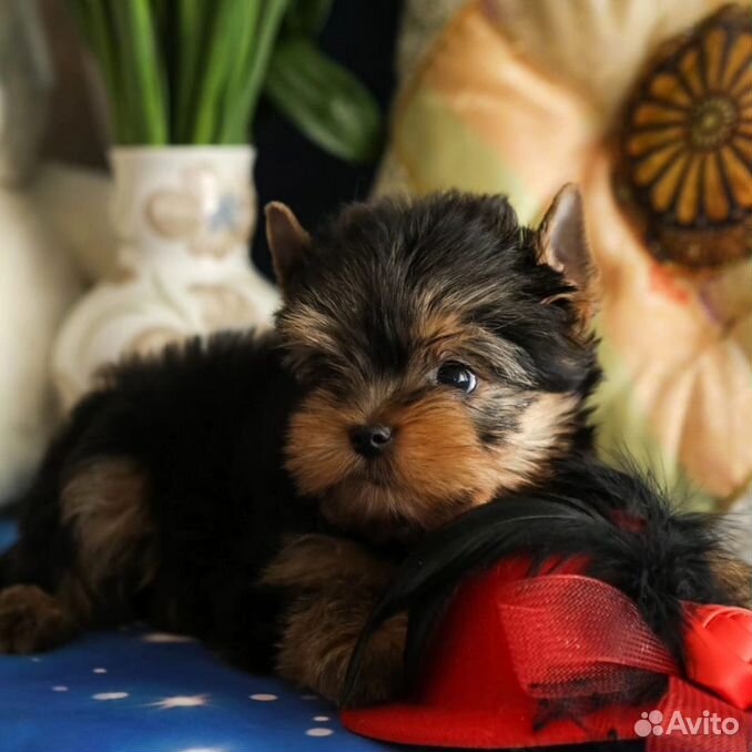 Йоркширский терьер миник