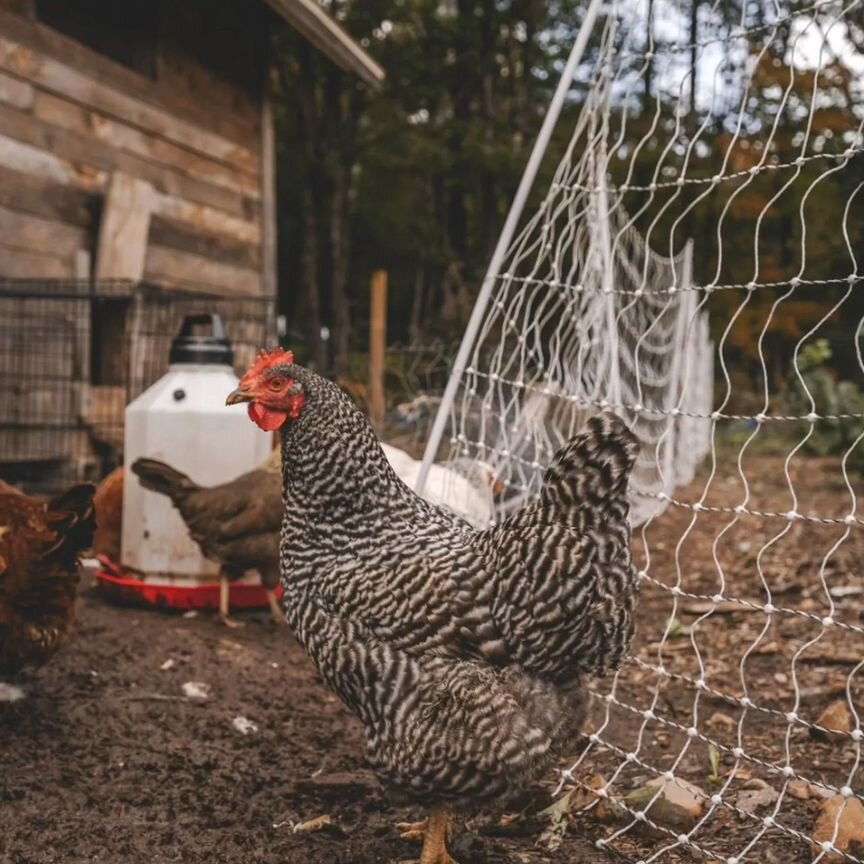 Куры несушки – ухоженные и здоровые