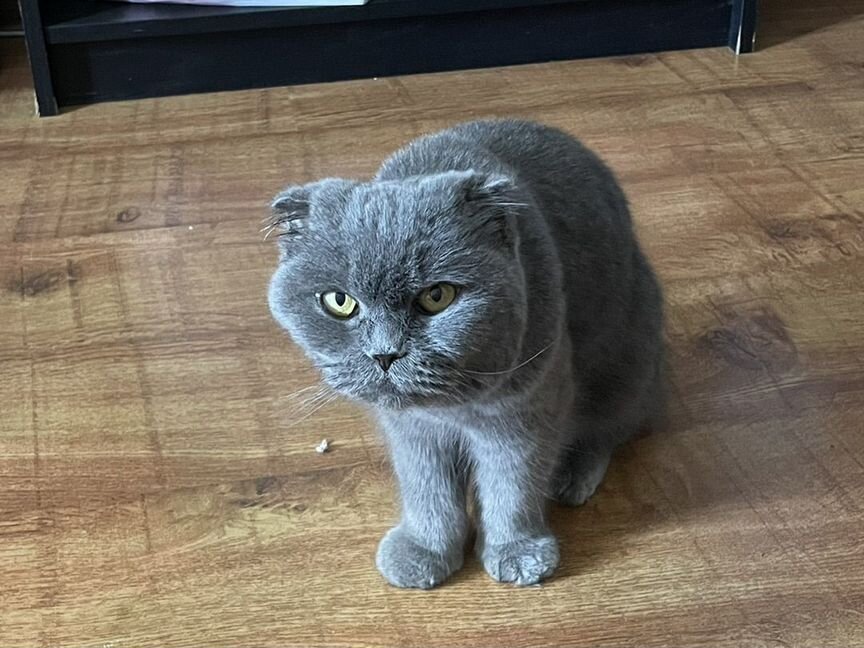 Кошка вислоухая