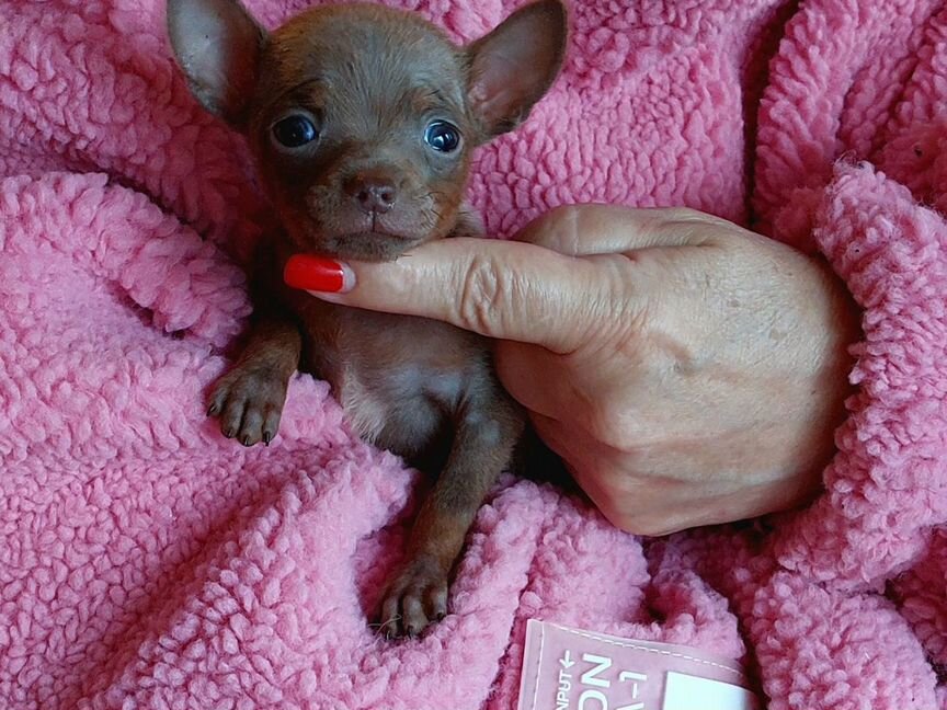 Щенки русский той-терьер г.ш