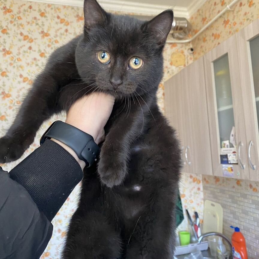 Котенок в добрые руки (мальчик)