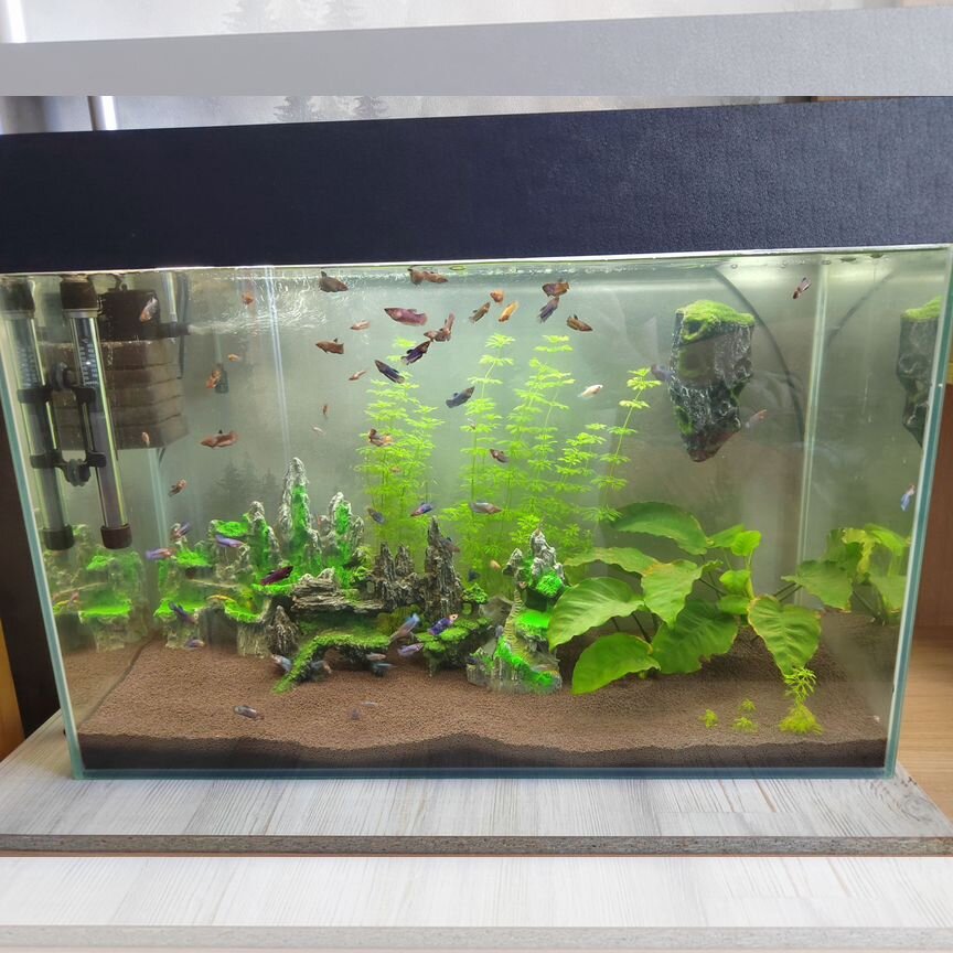 Рыбка петушок