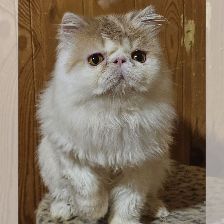 Персидский котёнок