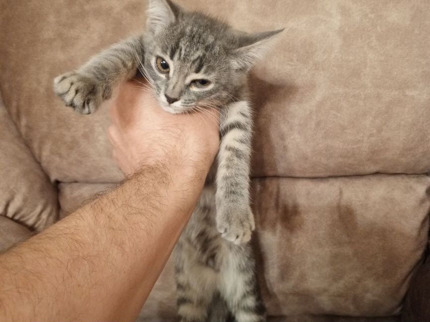 Котятки в добрые руки