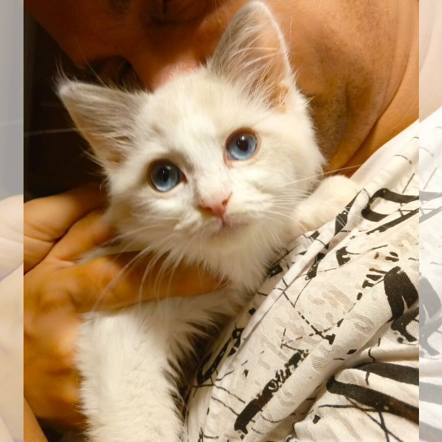 Котенок рэгдолл в редком окрасе тэбби