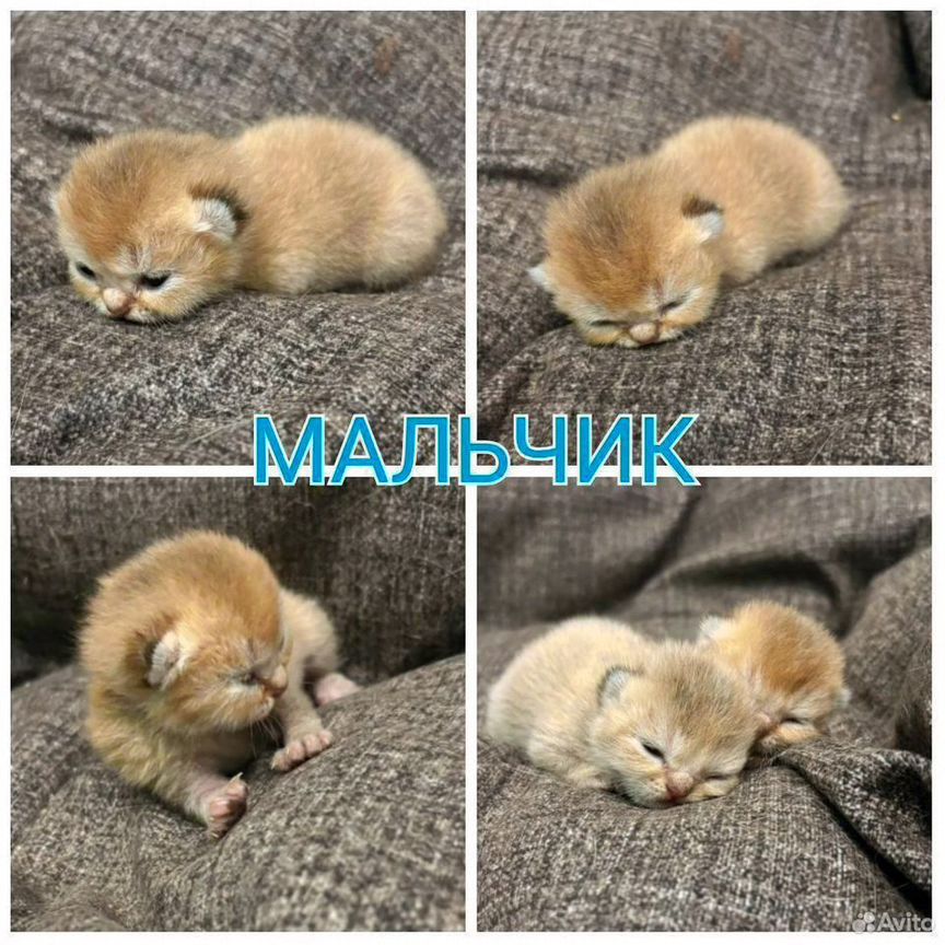Котята золотая шиншилла