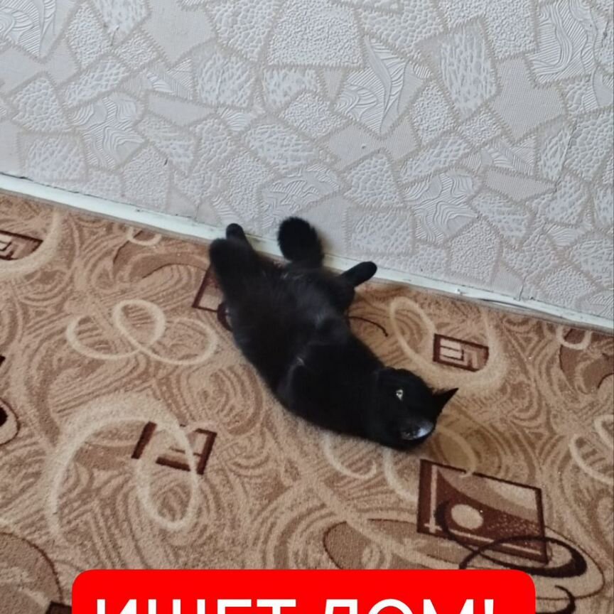 Кошка ищет новый дом, хозяевам всё равно