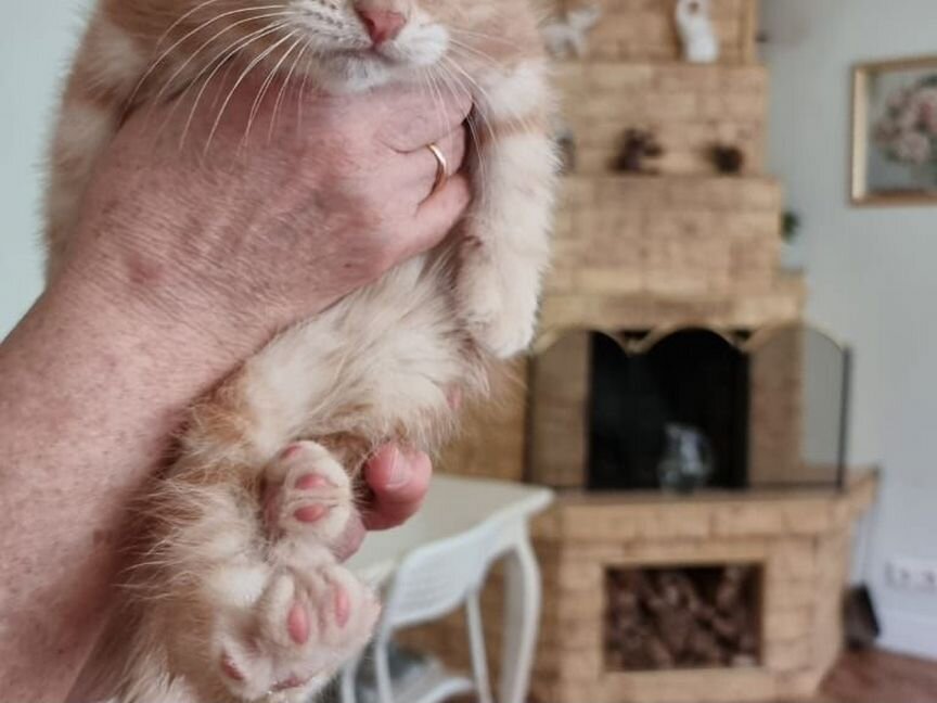Кошка
