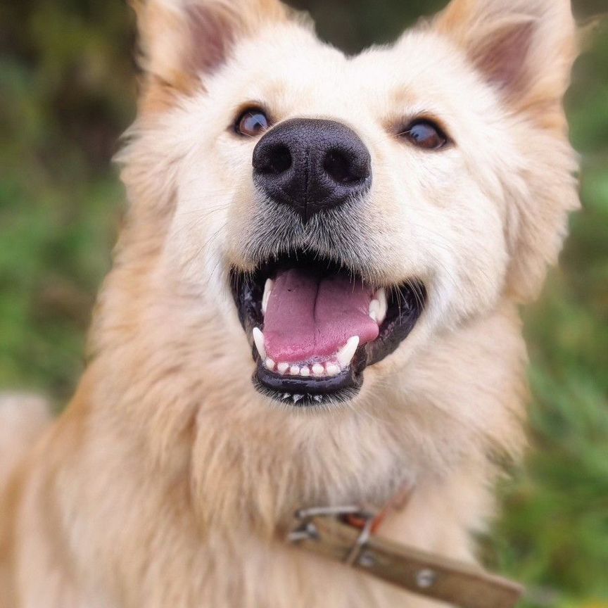 Спасенный от живодёрки пес в добрые руки