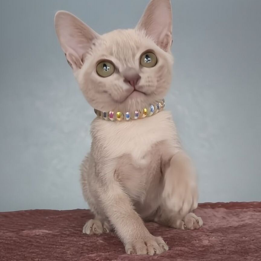 Европейский бурманский котёнок