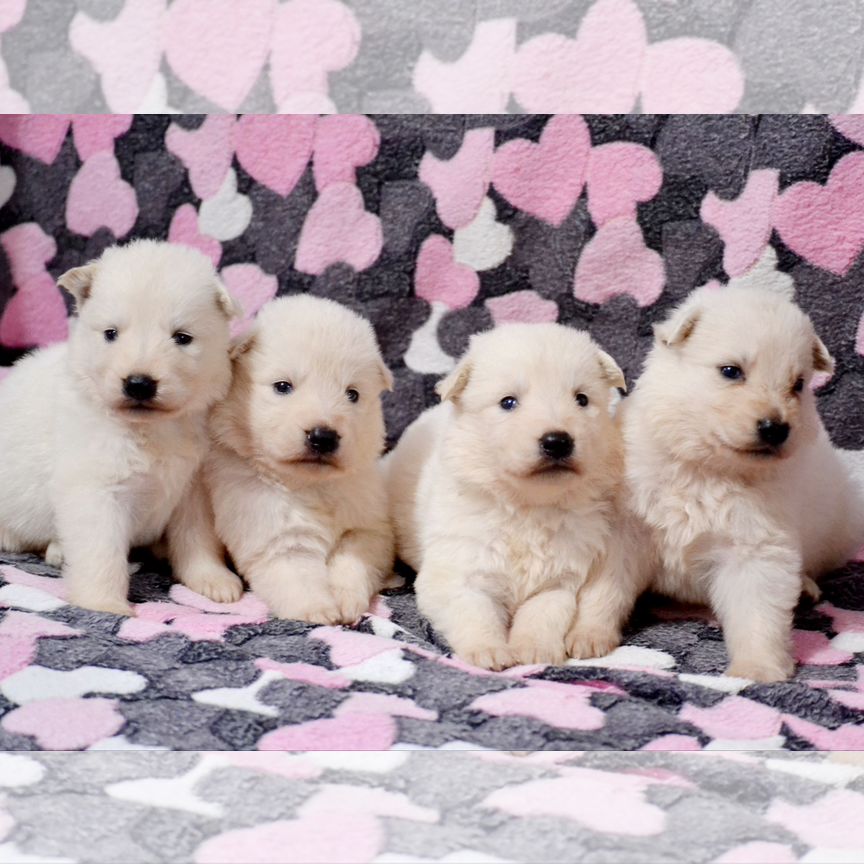 Белая швейцарская овчарка, щенок