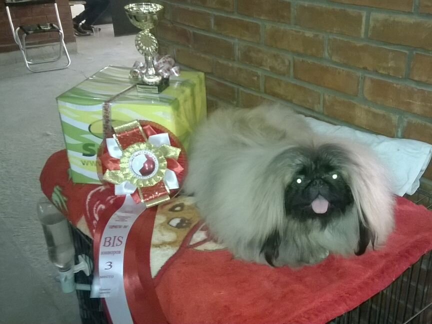 Титулованный кобель приглашает дам