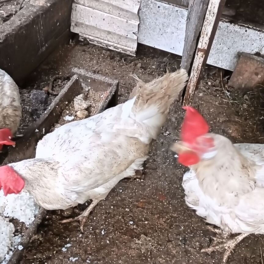 Курицы несушки