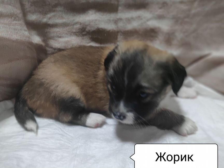 Отдам в хорошие руки бесплатно