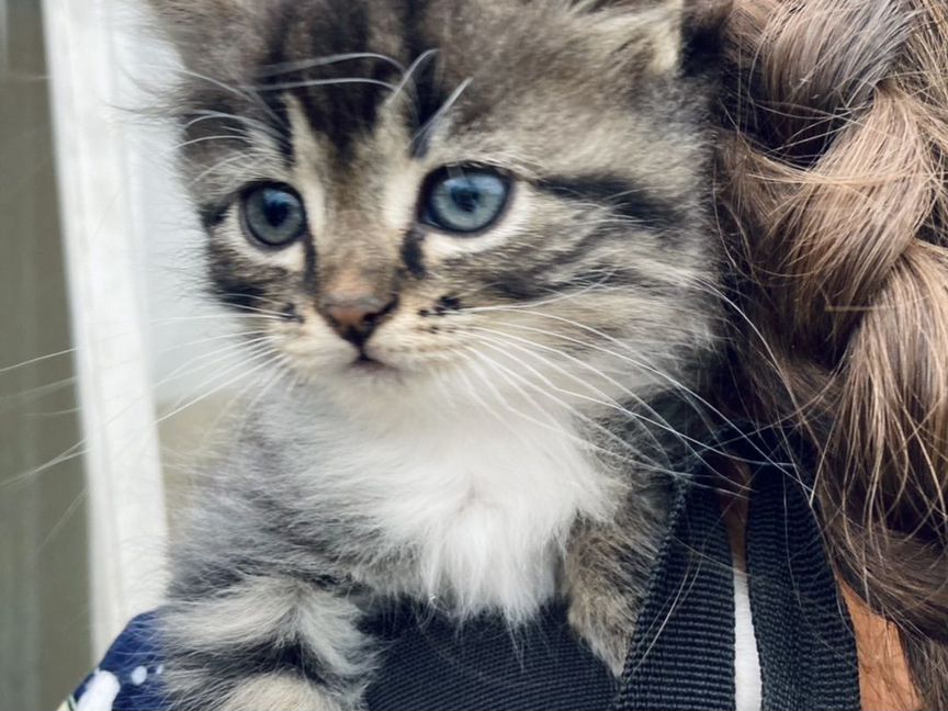 Котенок девочка красавица